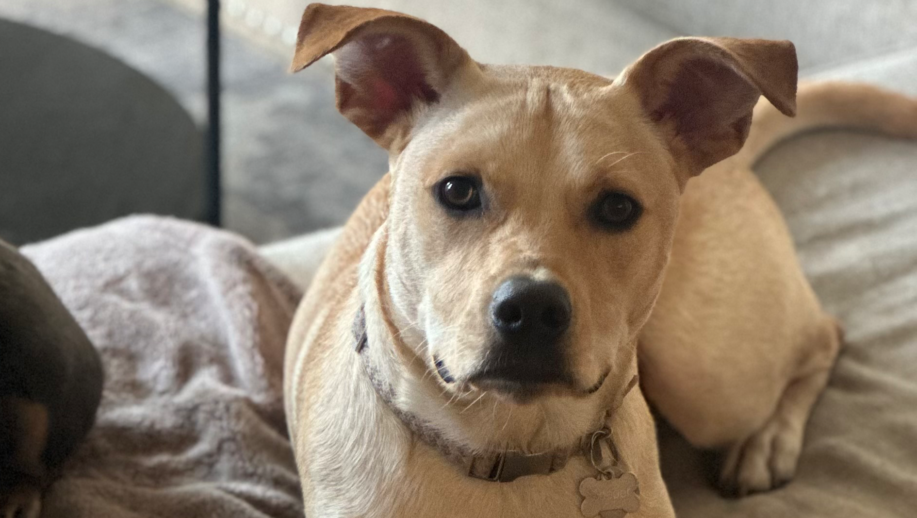 Fundraiser by Destiny Ferrer : Help Cooper Recover from Emergency Surgery