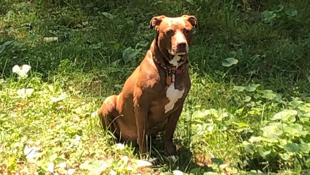 Fundraiser for Layla R by Bethany R : Penelope's Surgery Fund