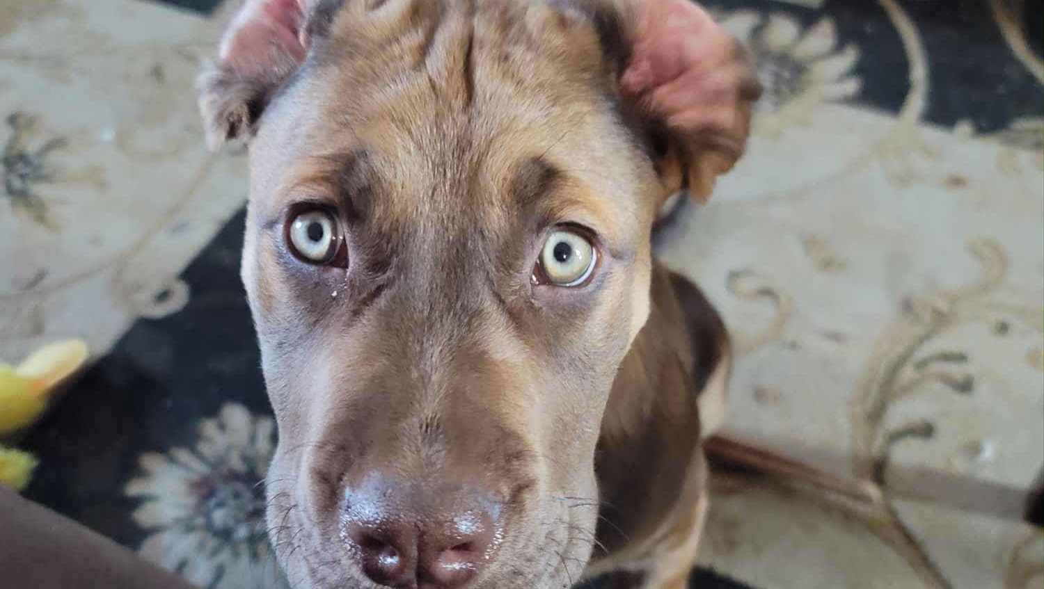 Fundraiser for Dixie Sumter by Kristina McCormack : Help Dixie Train ...