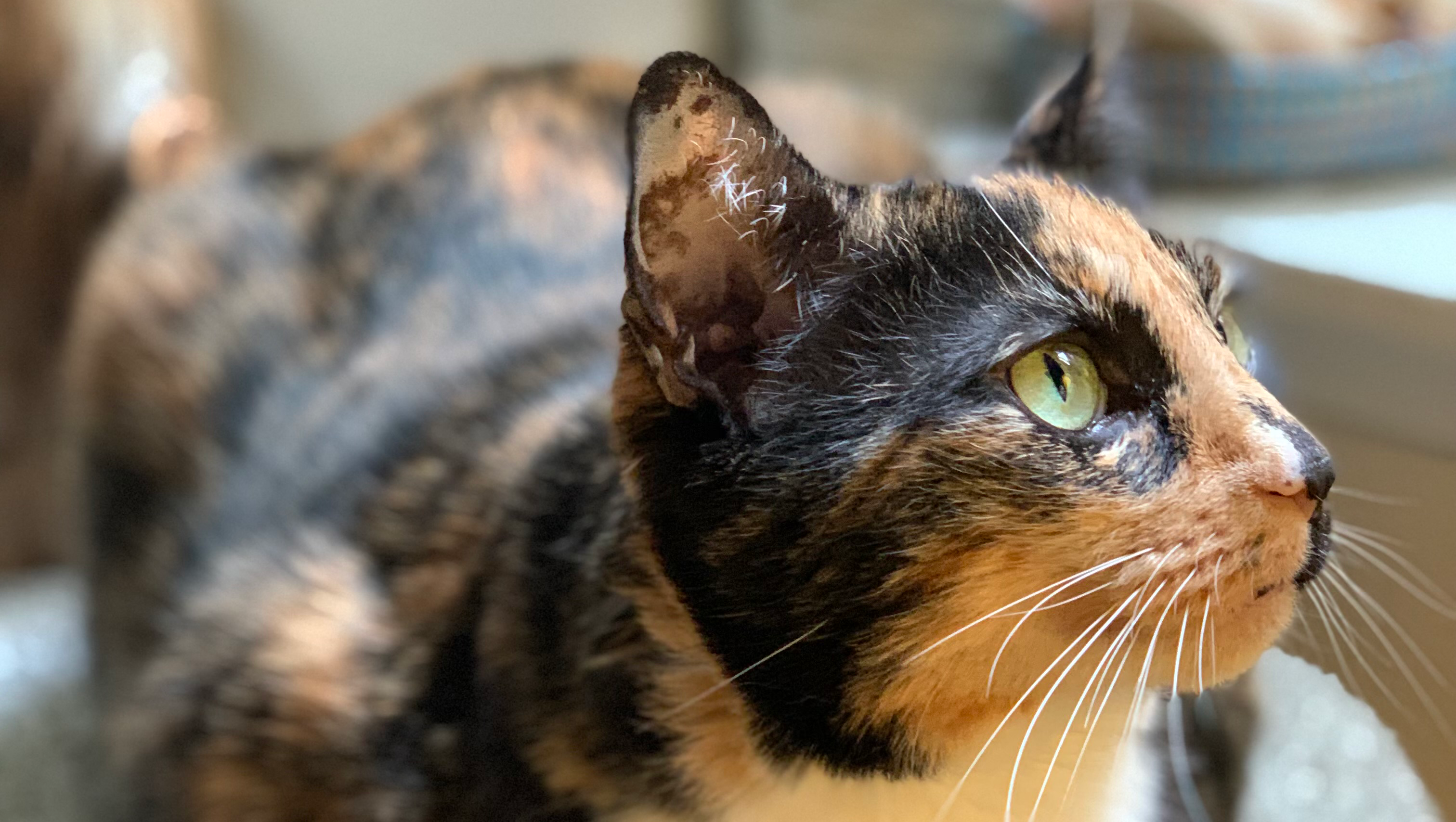 Fundraiser by Ian Canavan : Help cover Munch’s bladder surgery