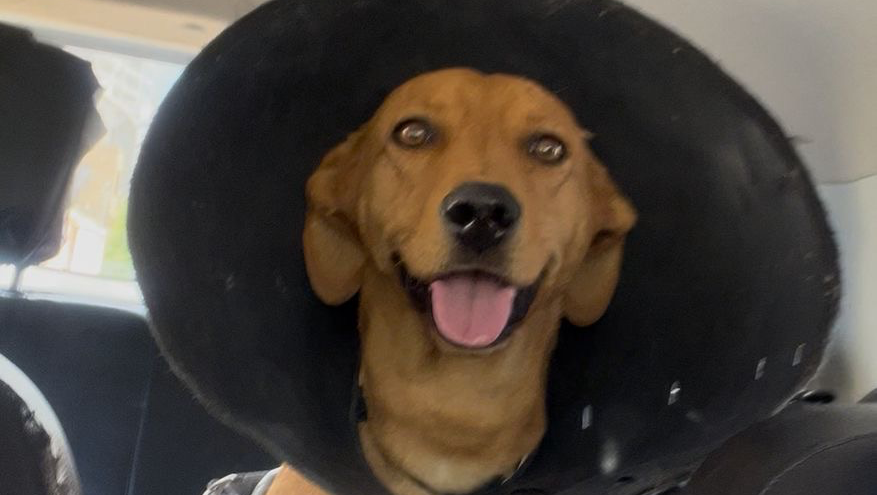 Fundraiser by Wara Laura : Help Us Store Food for Bolivian Dogs