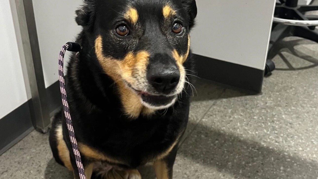 Fundraiser for Maggie Dennison by Lauren Guy : HELP Elara Needs ...