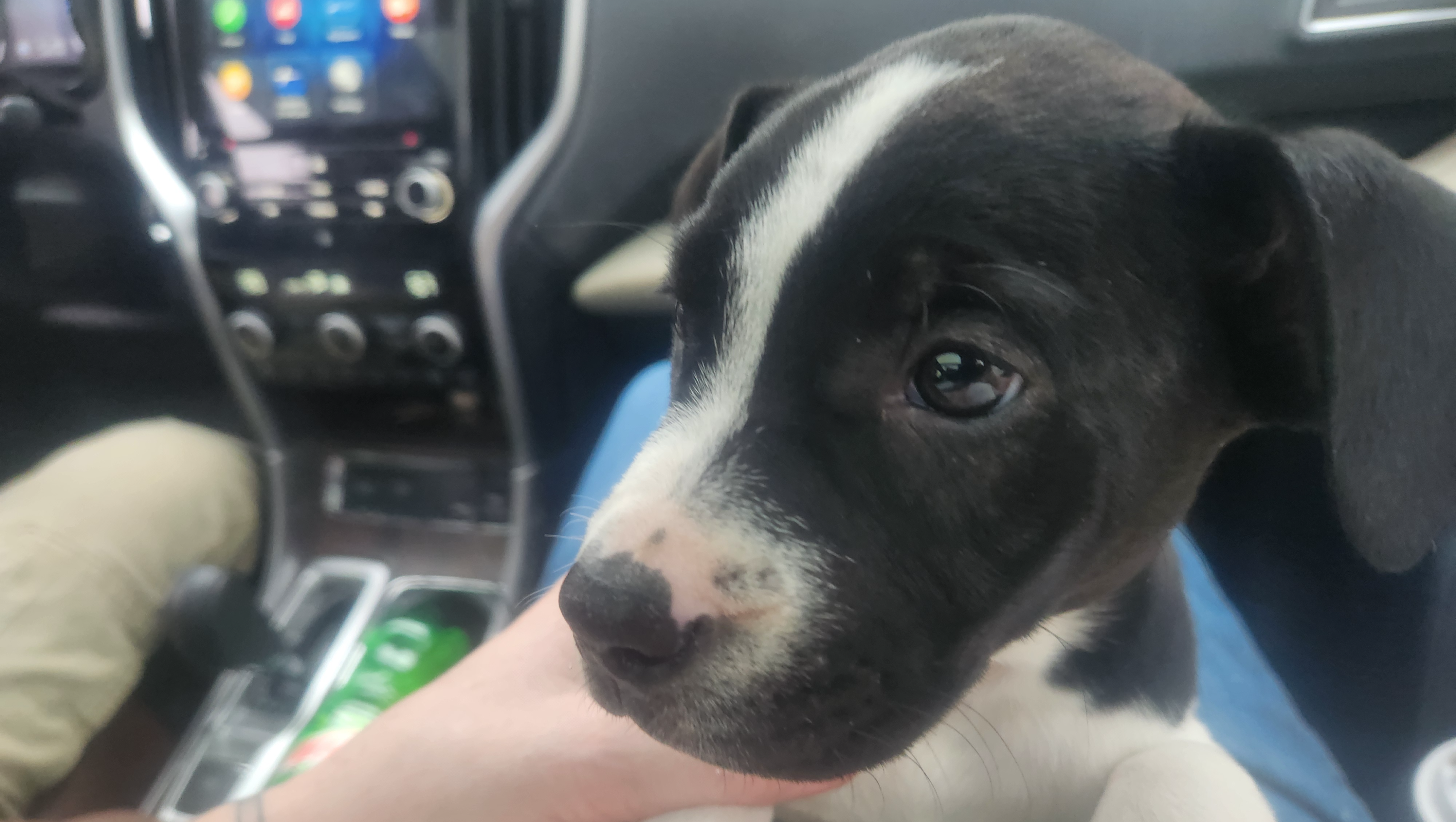 Fundraiser by Nancy Ferguson : Support Brody's Emergency Vet Care