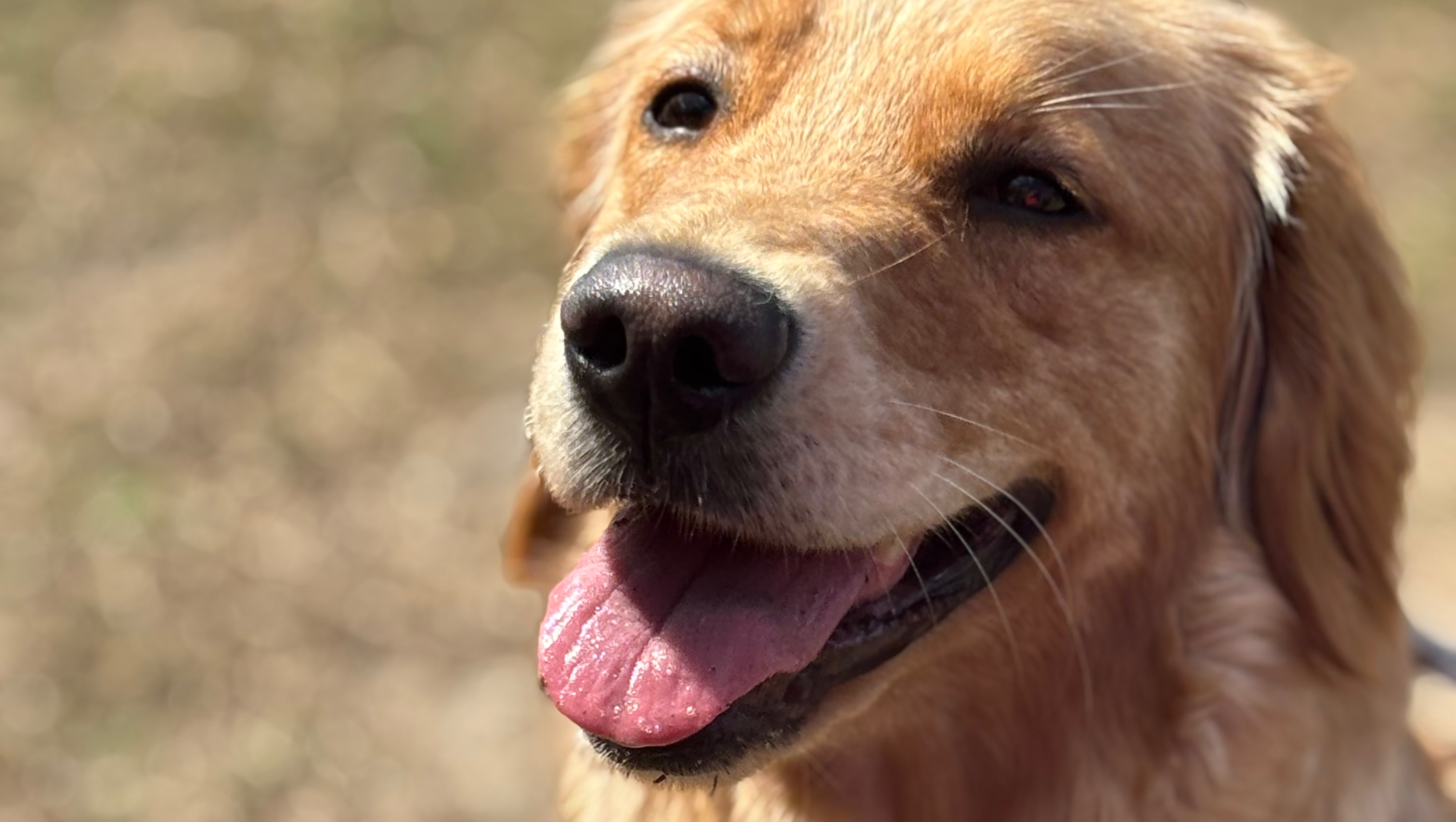 Fundraiser by Amber Conatser : Help my girl get her surgery