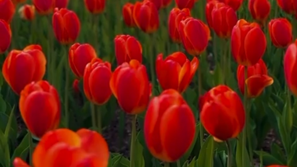 Fundraiser for Victoria Staller by Chloe Vance : Ms. Tori Needs Our ...