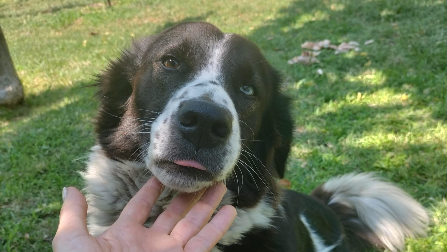 Fundraiser by Kimberly Backer : Save 40 Dogs From Euthanasia in Turkey ...