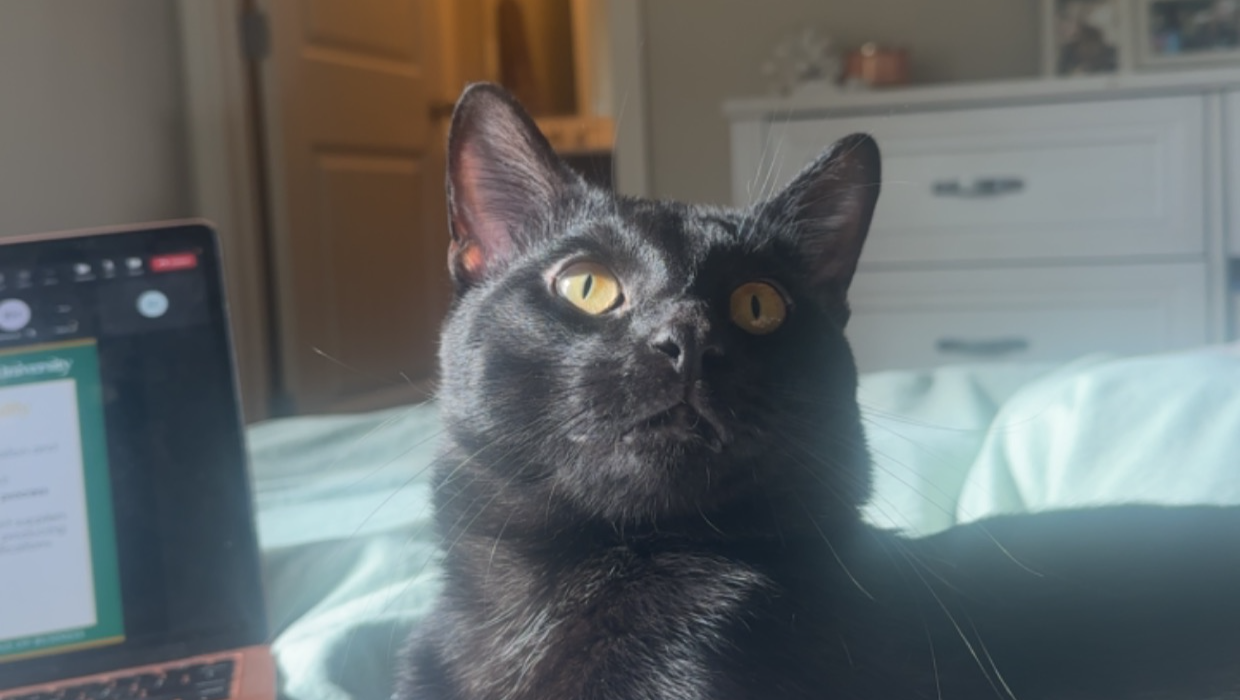 Fundraiser by Addie Cook : Support Elena & Her Injured Cat