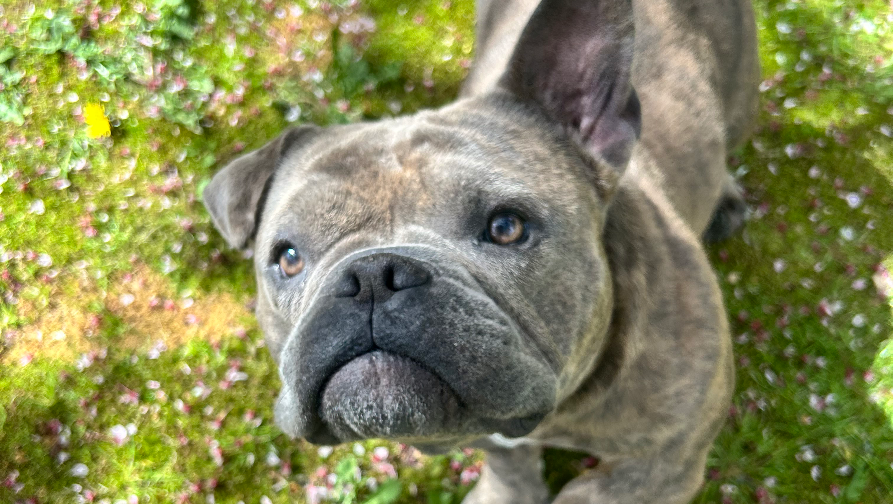 Fundraiser by Brooke Alleyne : Help Bobbie Beat His Heart Condition and ...