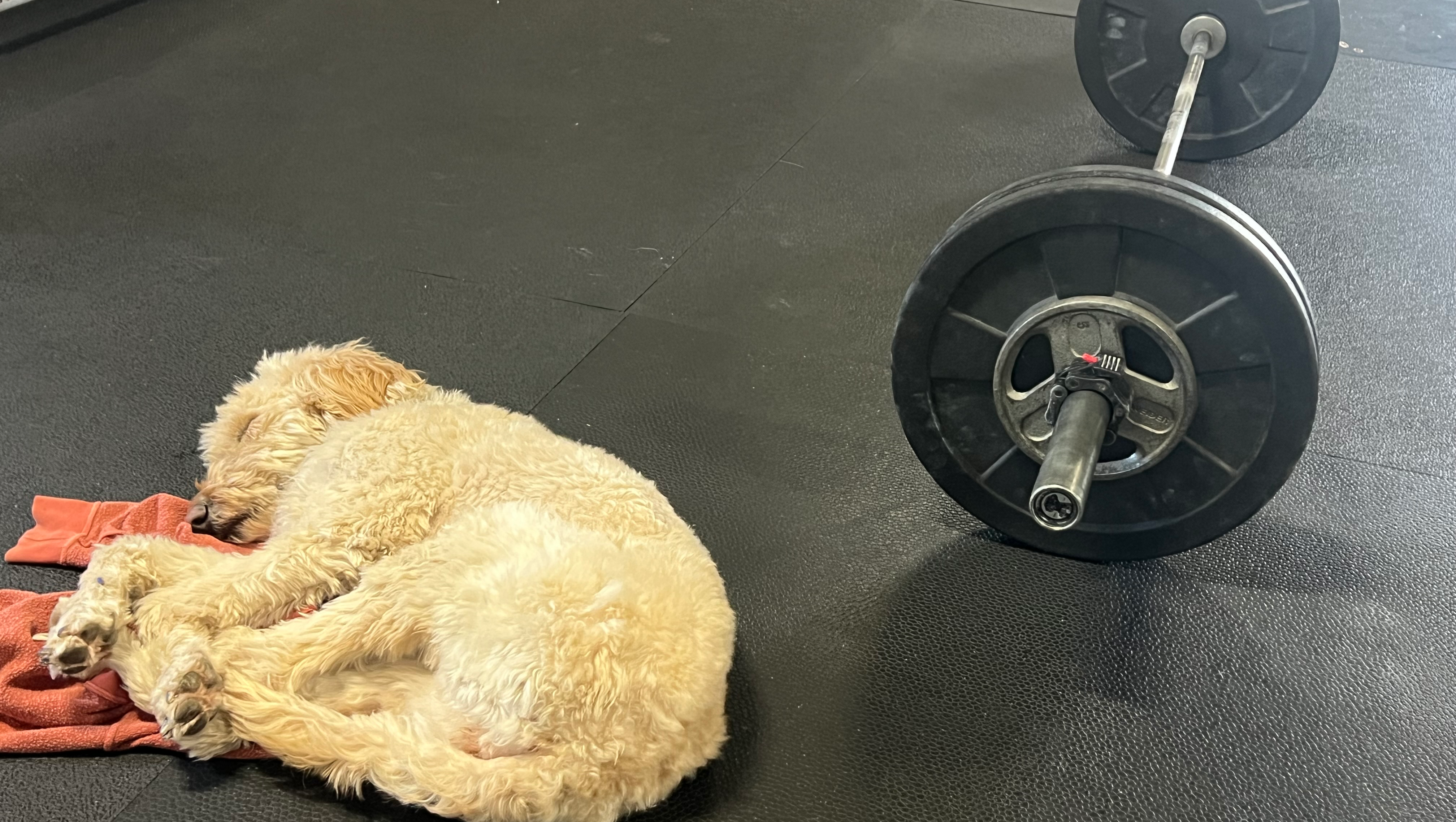 Fundraiser by Kristin Lapp : Save Dolce: Urgent Medical Funds Needed