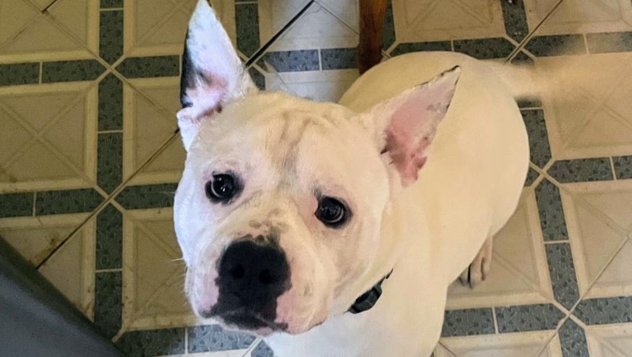 Fundraiser by Victoria Devlin : Help Brucey boy Overcome His Health Battle