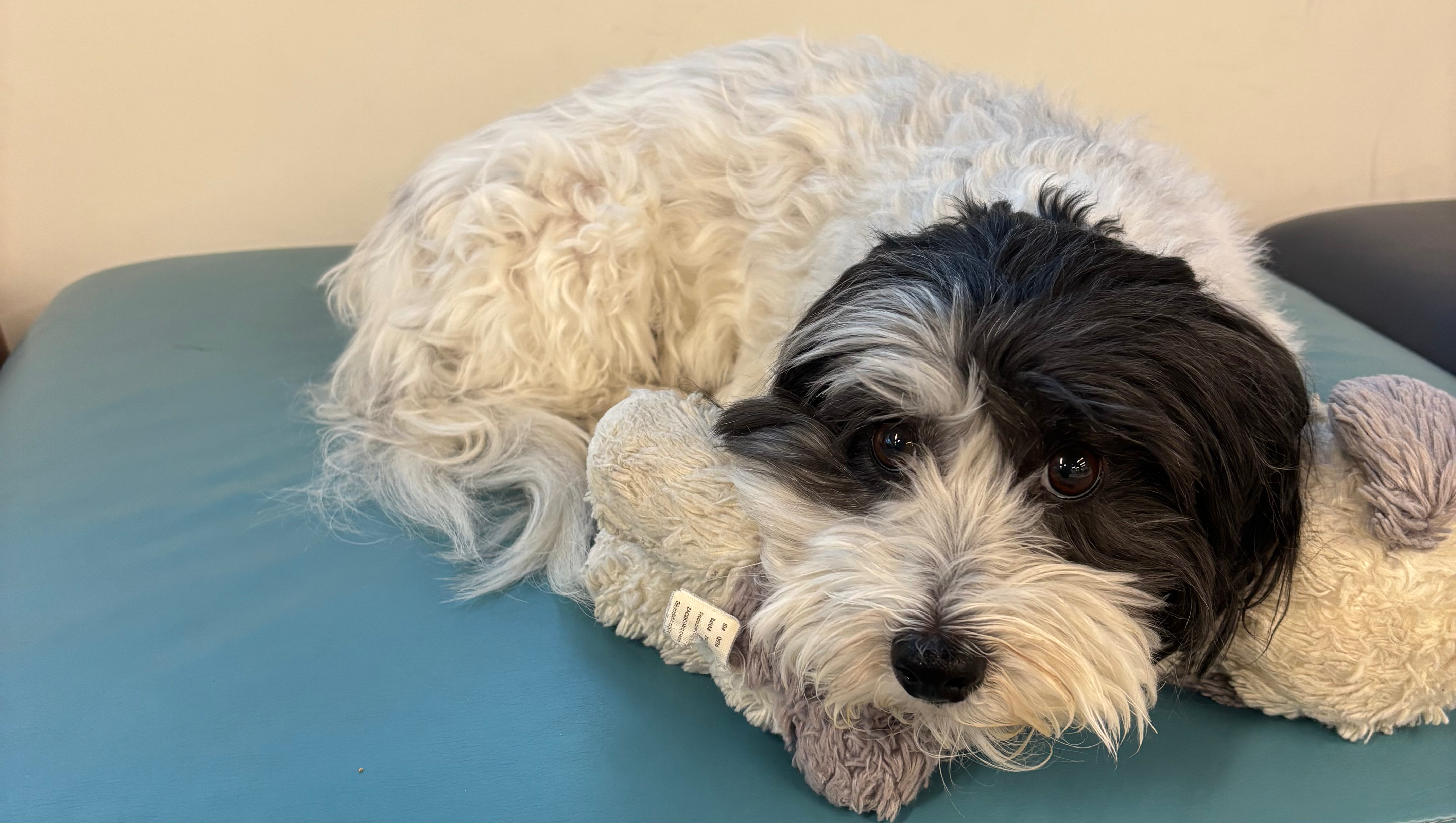 Fundraiser by Jaclyn Stracensky : Emergency Surgery for Snoopy