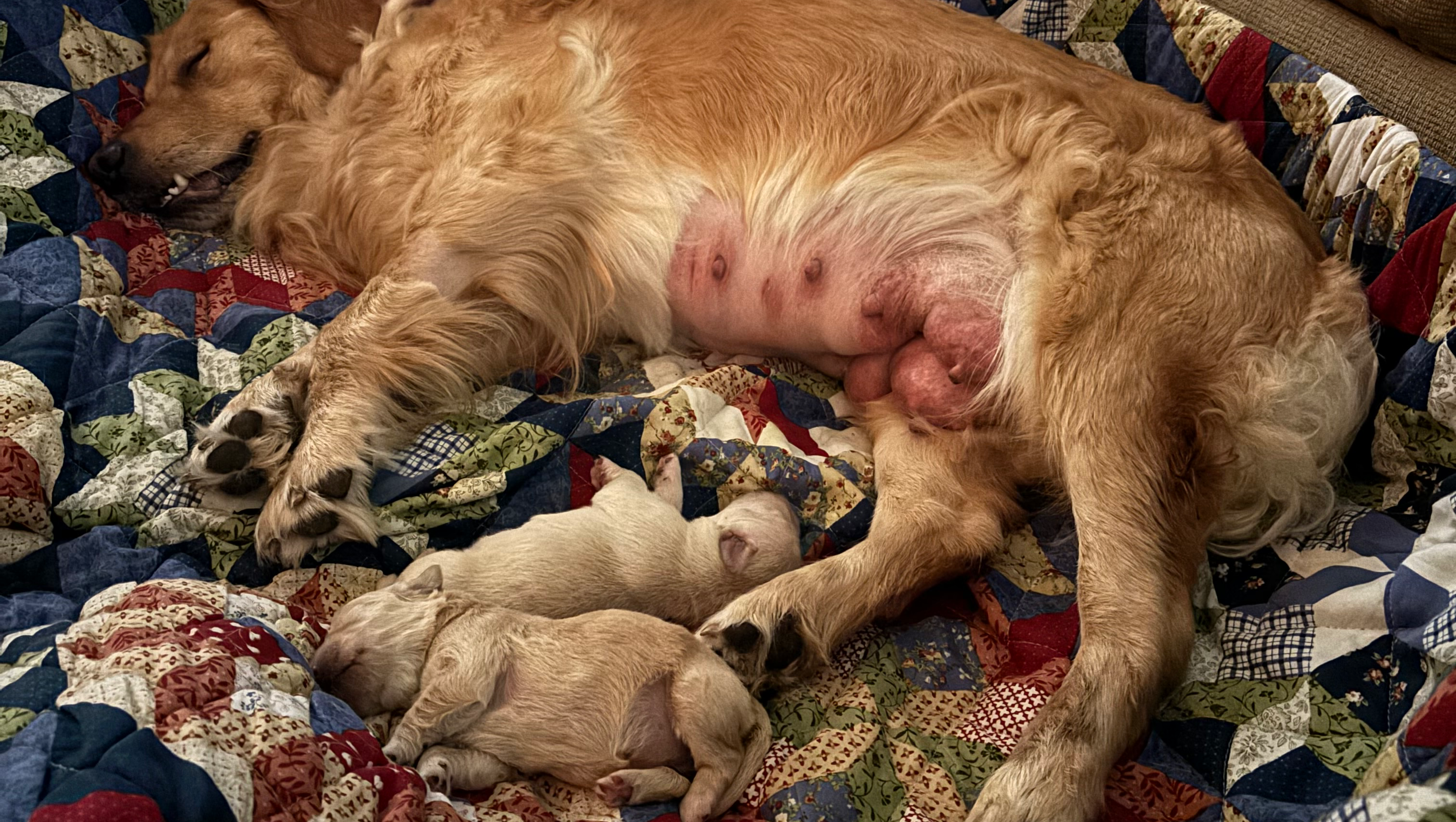 Fundraiser by Daniel Lenzi : Donate to Chloe's Recovery and Care