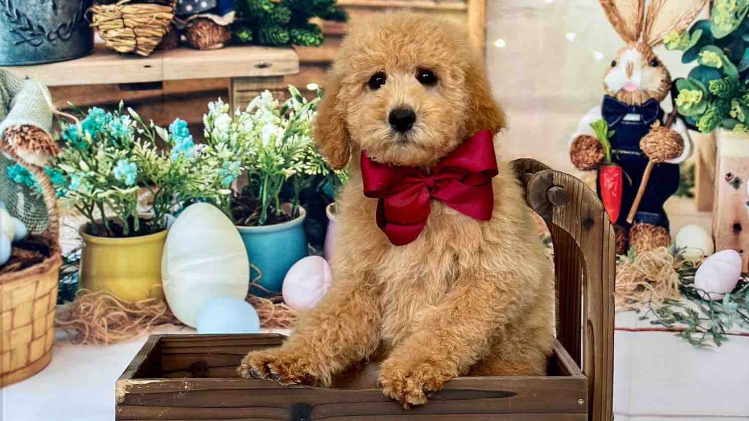 Fundraiser by Meredith Gotcher : Empower Toby to Protect Our Diabetic Son