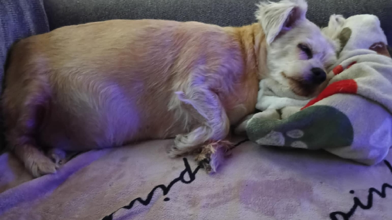 Fundraiser by Victoria Milner : Support Ivy's Cancer Treatment