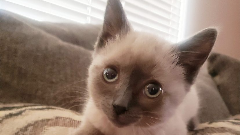 Fundraiser for Kaylee Wing by Meredith Davis : Help Save Bougee: Single ...