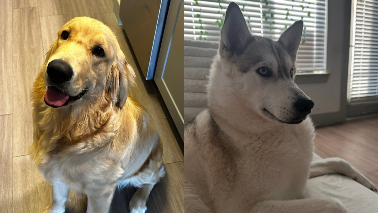 Fundraiser by Rodrigo Manzo : Keep Simba and Nala with Their Family
