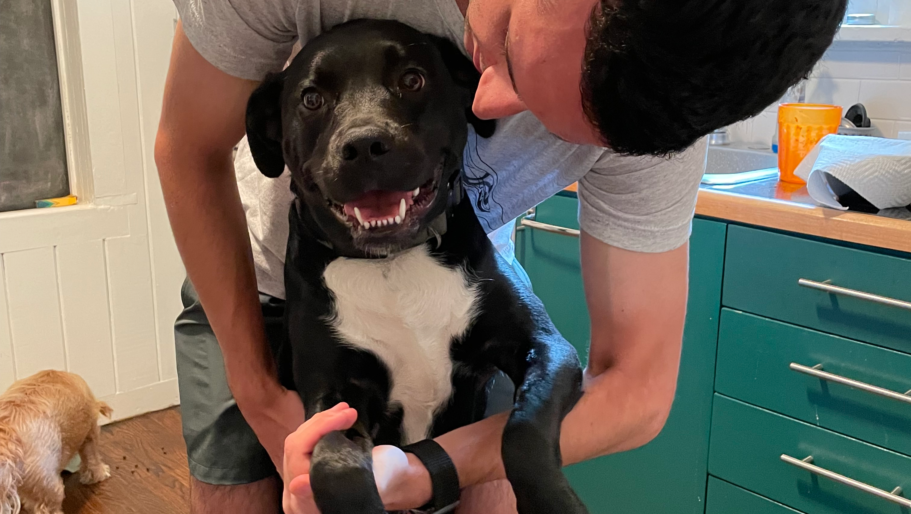 Fundraiser for Blayne Bettinger by Hannah Bettinger : Support Piper's CCL Surgery