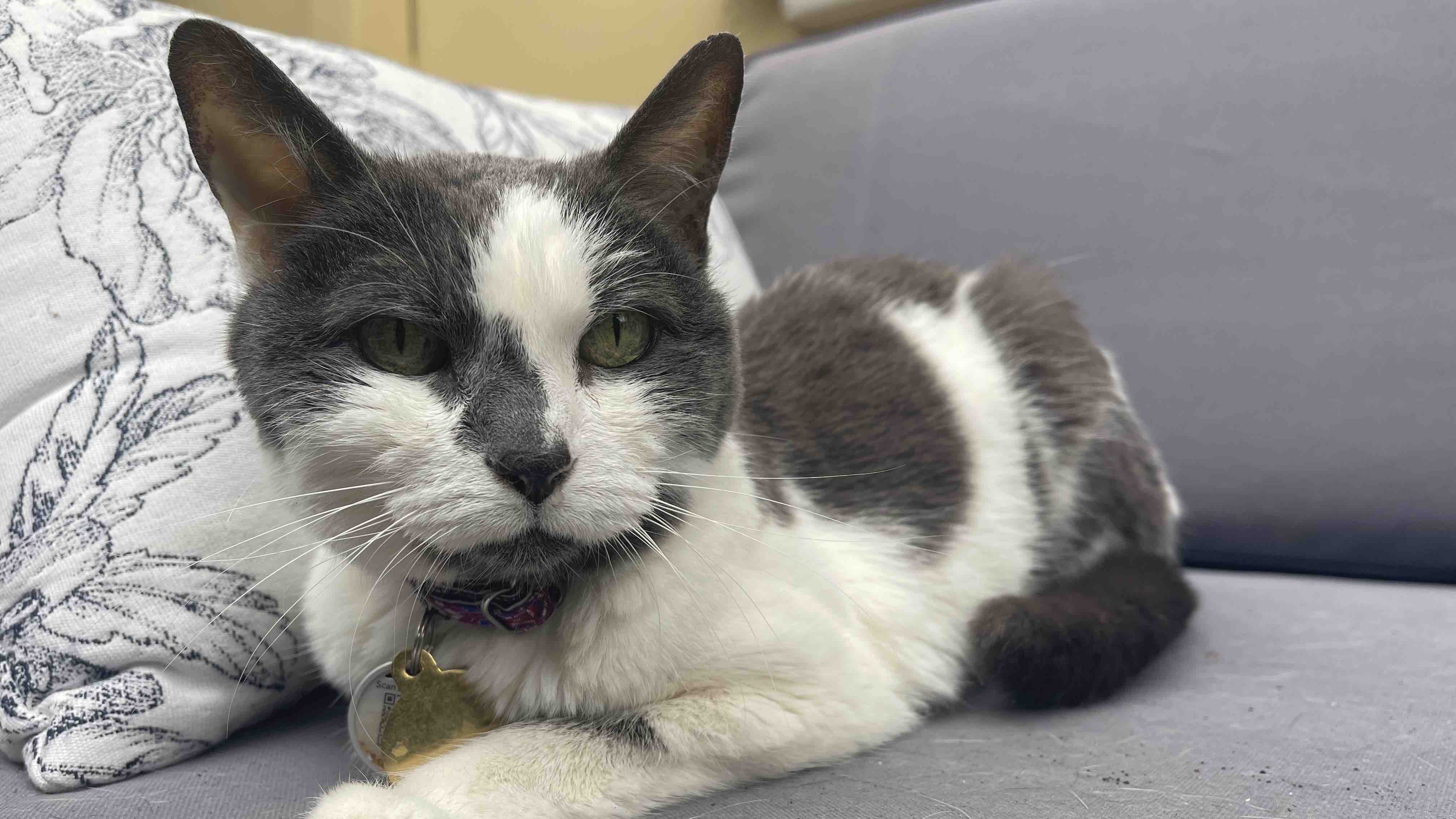 Fundraiser by Sara Glaser : Stella Needs Us: Stage 4 CKD Battle