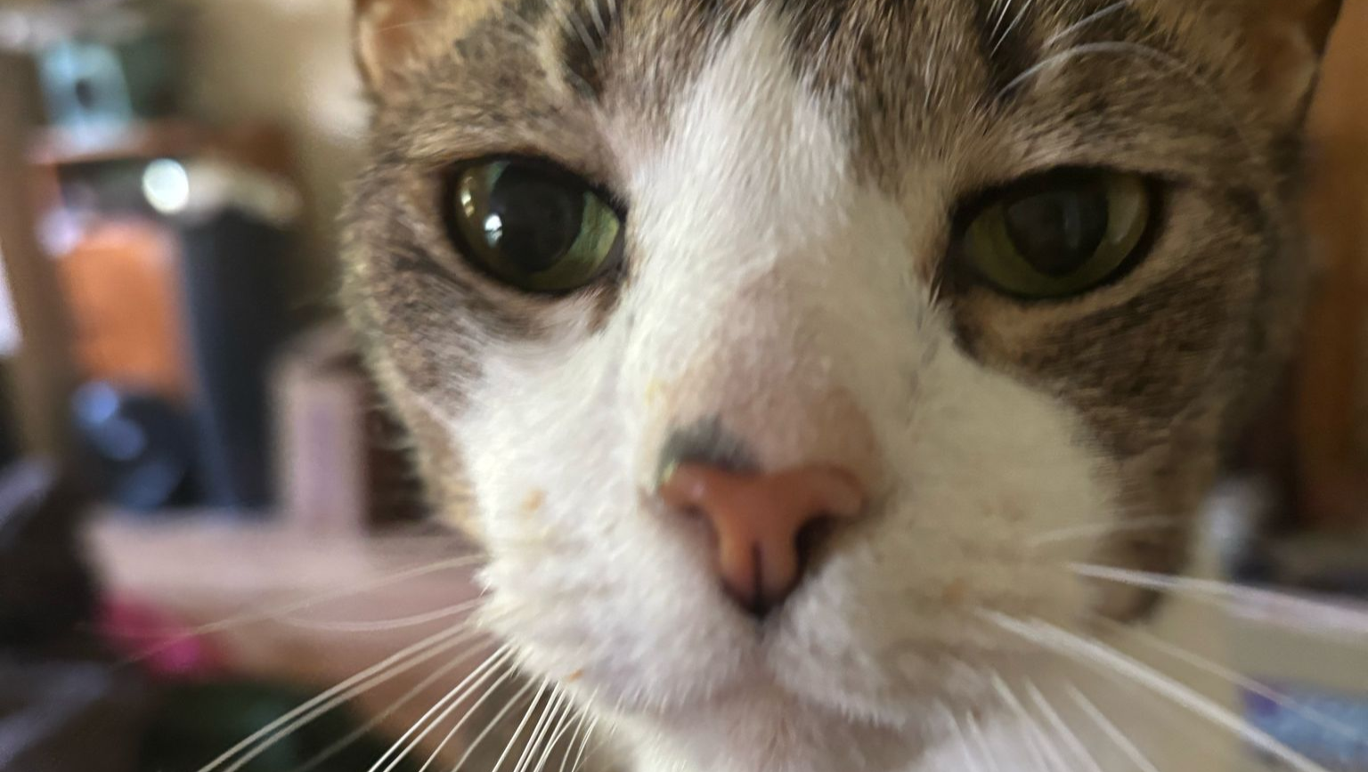 Fundraiser by Alison Cundiff : Help Thundarr Beat Liver Disease