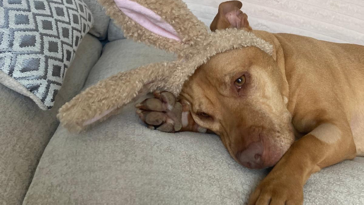 Fundraiser by Courtney Megan : Help Save Mabel – Our Brave Staffy Cross ...