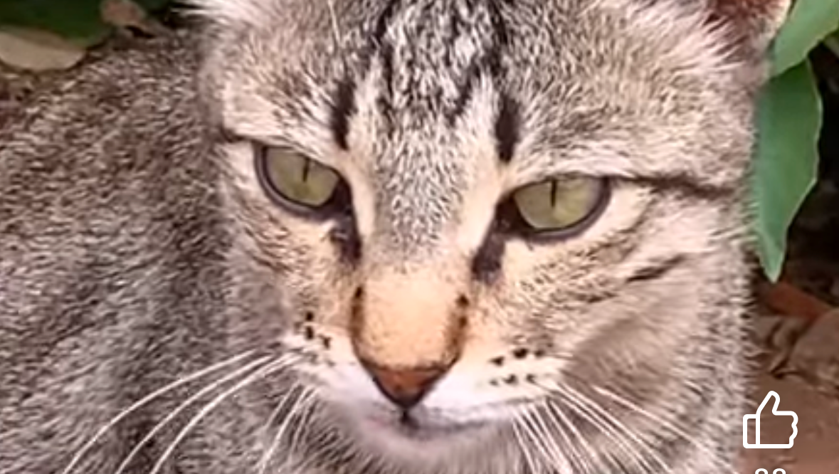 Fundraiser by Adrienne Amundsen : Help! Urgent update! Help Cecile Keep ...