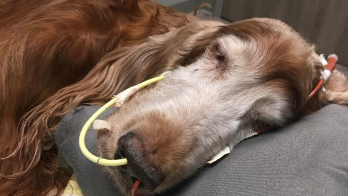 Fundraiser for John Barry by Chris Rosinski : Help John Barry's Setters ...