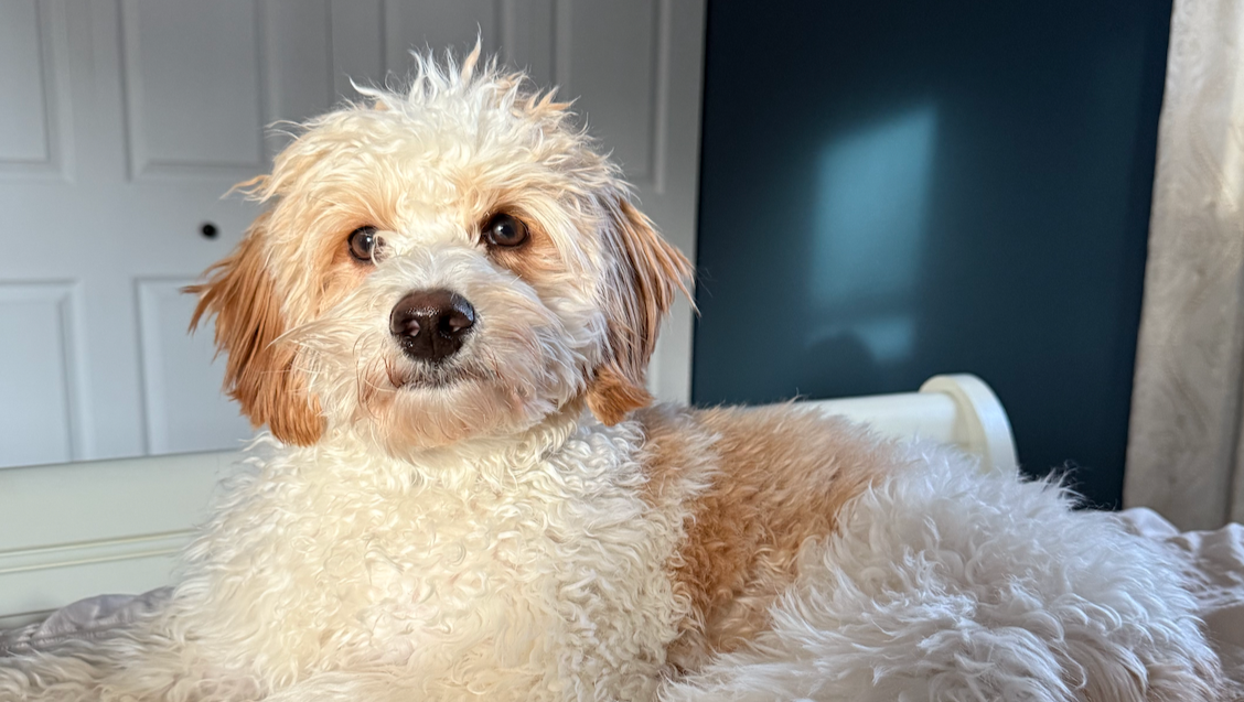 Fundraiser for Tyler Zeoli by Gia Capozzoli : Help Save Ernie’s Little ...