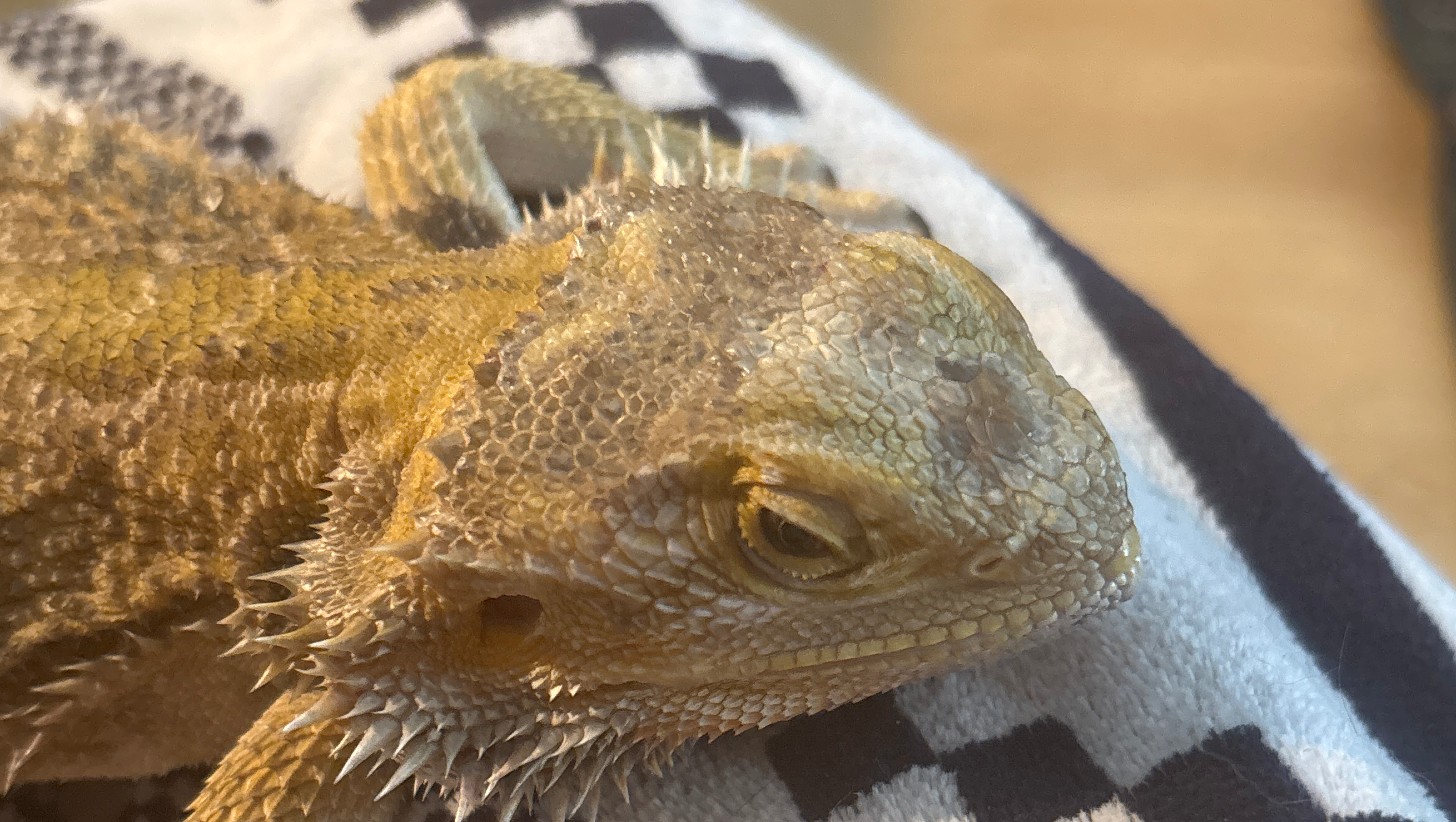 Fundraiser by arianna harris : Support Ari and Fugu's Medical Journey