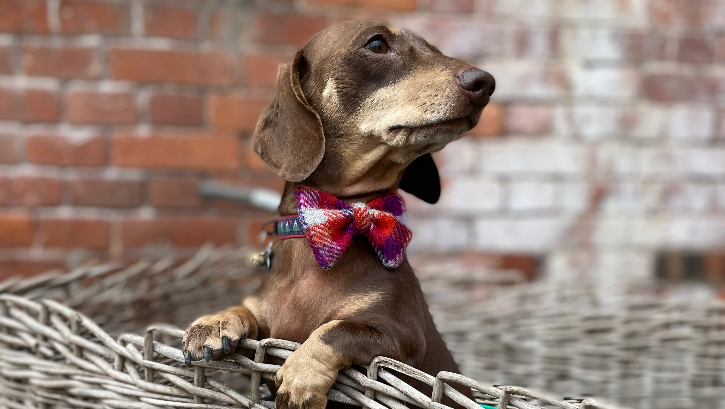 Fundraiser for Wendy Clark-Newby by Melanie Talbot : Help for Stanley’s ...