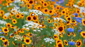 Fundraiser by Corby Warren : Support Chad Downey After Jayde's Passing