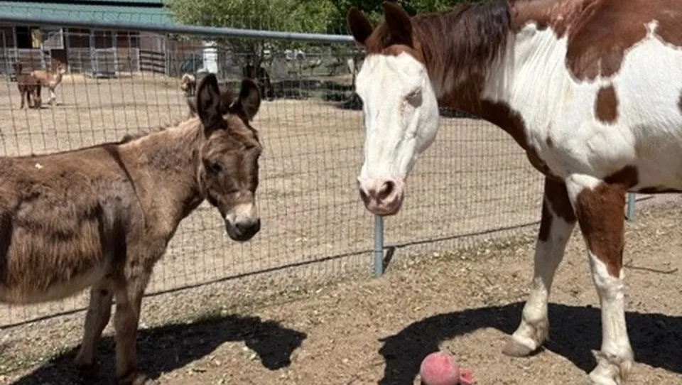 Fundraiser by Forget Me Not Farm Children's Services : Bring Ugo and ...