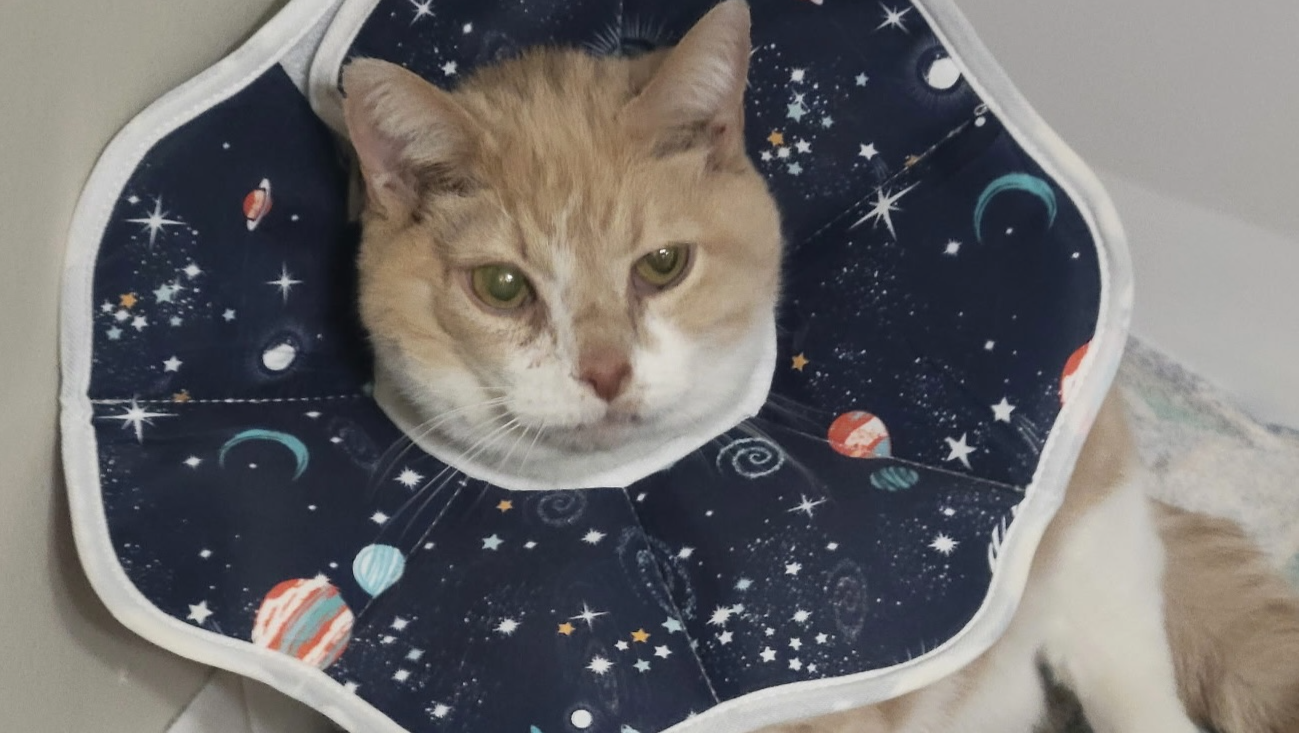 Fundraiser by Allison Shakeshaft : Support Gilligan's Healing Journey