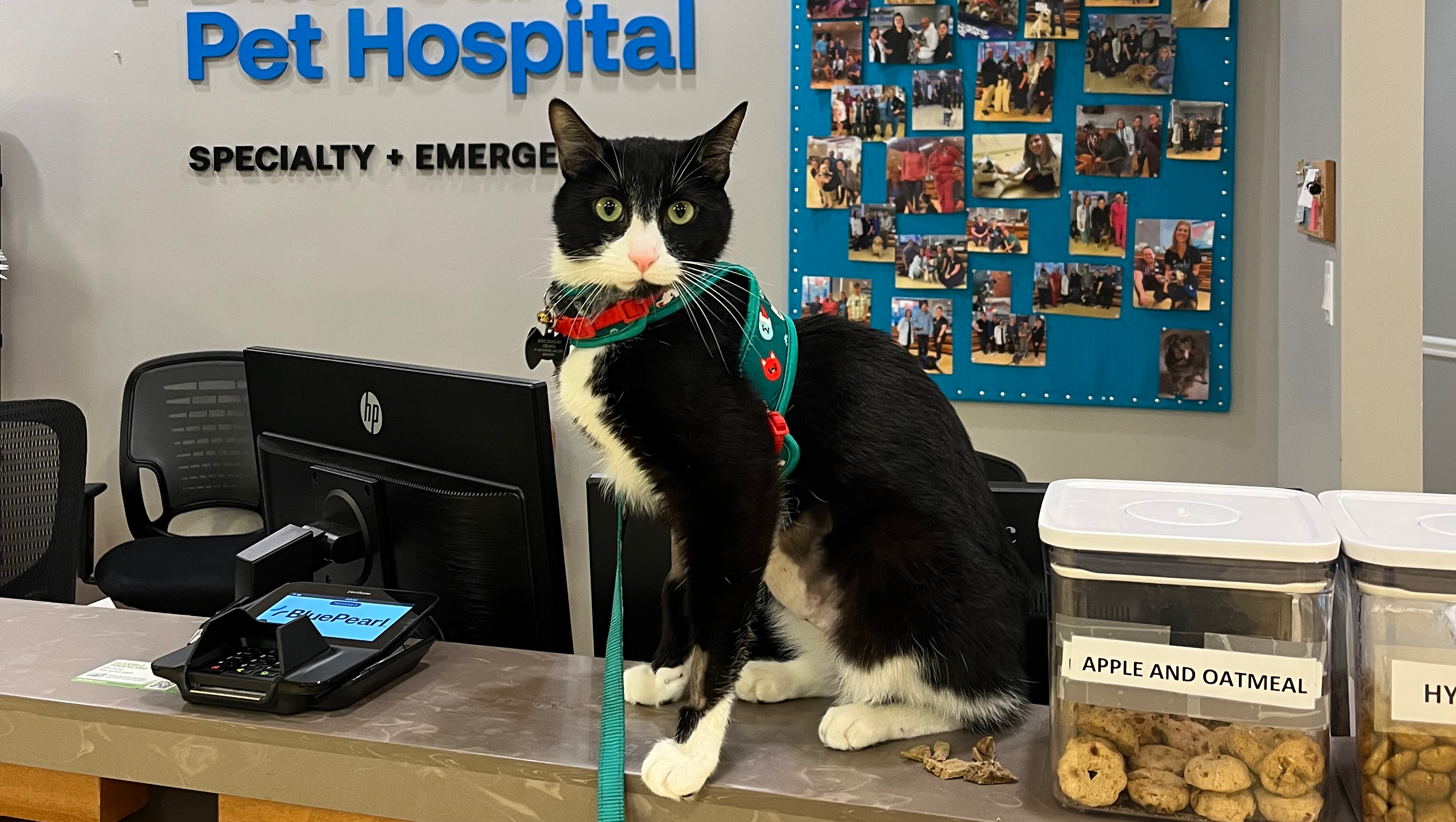 Fundraiser by Taylor Grimes : Support Bone Cruncher’s Fight: A Tuxedo’s ...