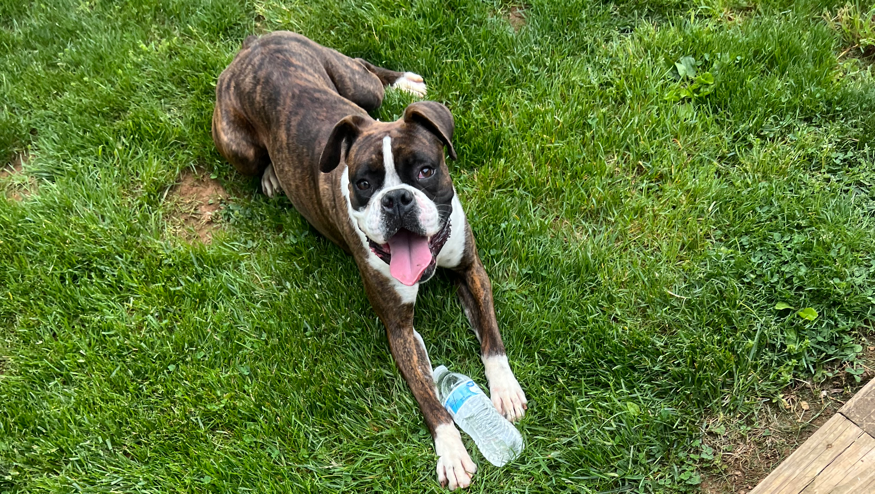 Fundraiser by Jazzmyne Bosley : Support Sammy the boxer’s surgery cost