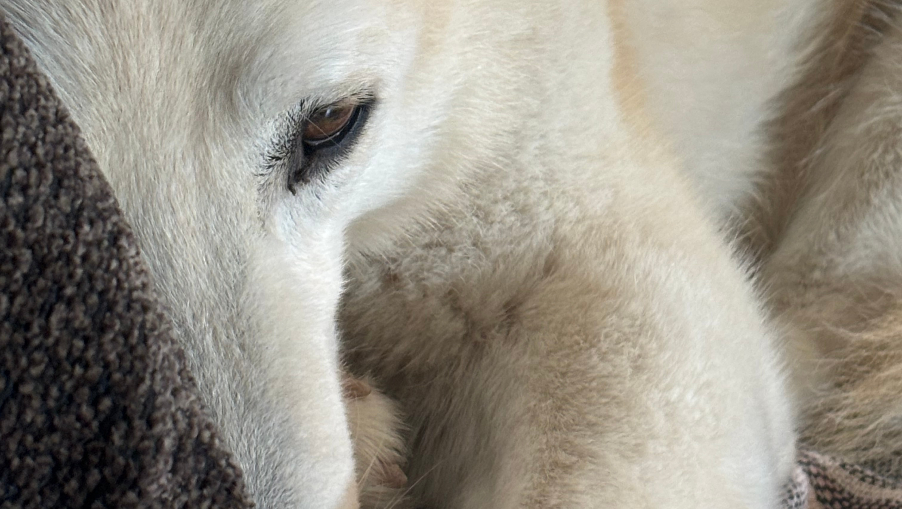 Fundraiser by Jarod Lueker : Donate for Chow-Pow's CT Scan and Surgery