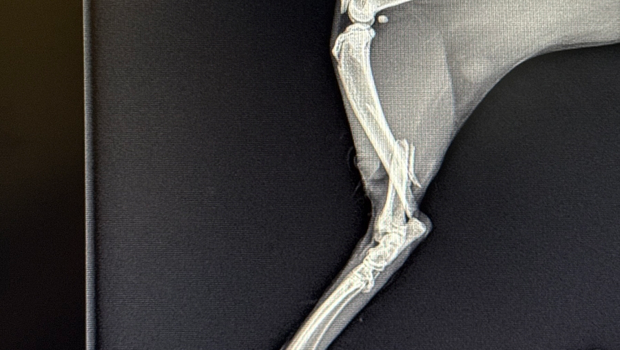 Fundraiser by Cat Guardians TNR & Rescue : Back Leg Amputation for ...