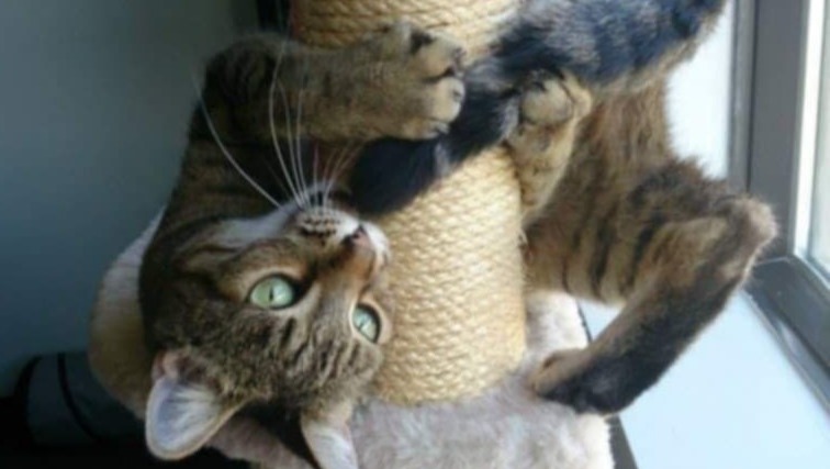 Fundraiser by Stephany Ward : Help Arya Fight Cancer, Our Beloved Cat