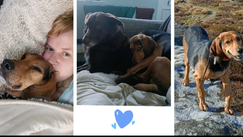 Fundraiser by Helena Booth : In Memory of Pluto ♥️