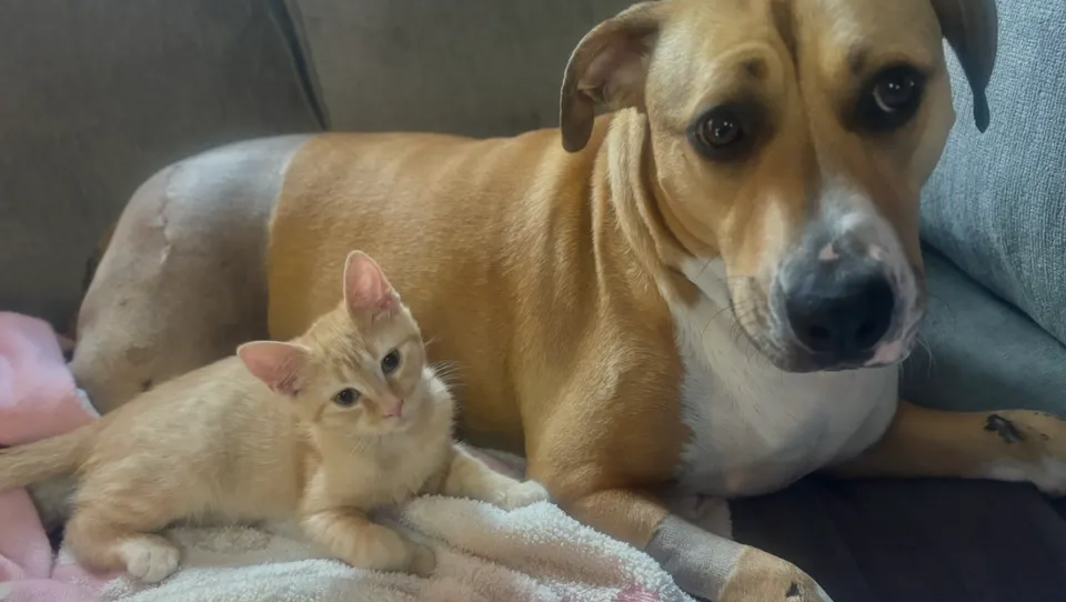 Fundraiser by Chloe Helton : Chloe and Nala: A Path to Recovery