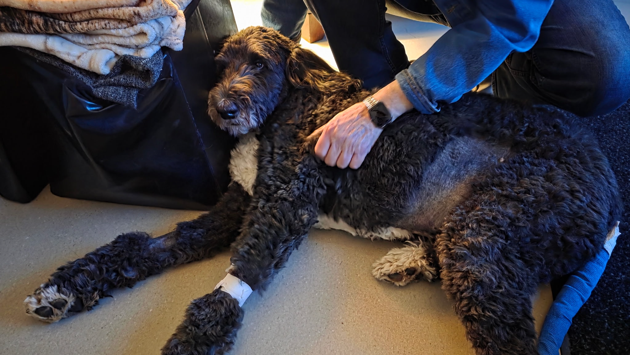 Fundraiser for Cory Gadke by Nancy Gordy : Bo’s Battle: Help Him Fight ...