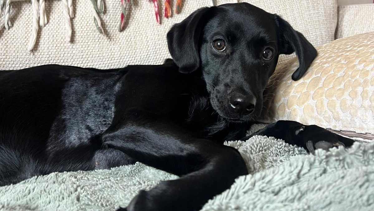 Fundraiser by Courtney Anderson : Help Ruby Walk Pain-Free Again After ...