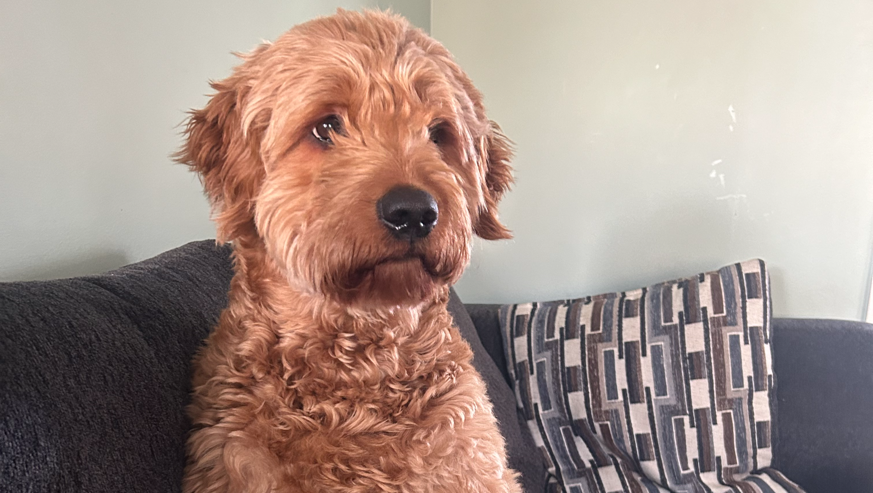 Fundraiser by Dimple Jaswal : Support Captain Biscuit's Fight Against ...