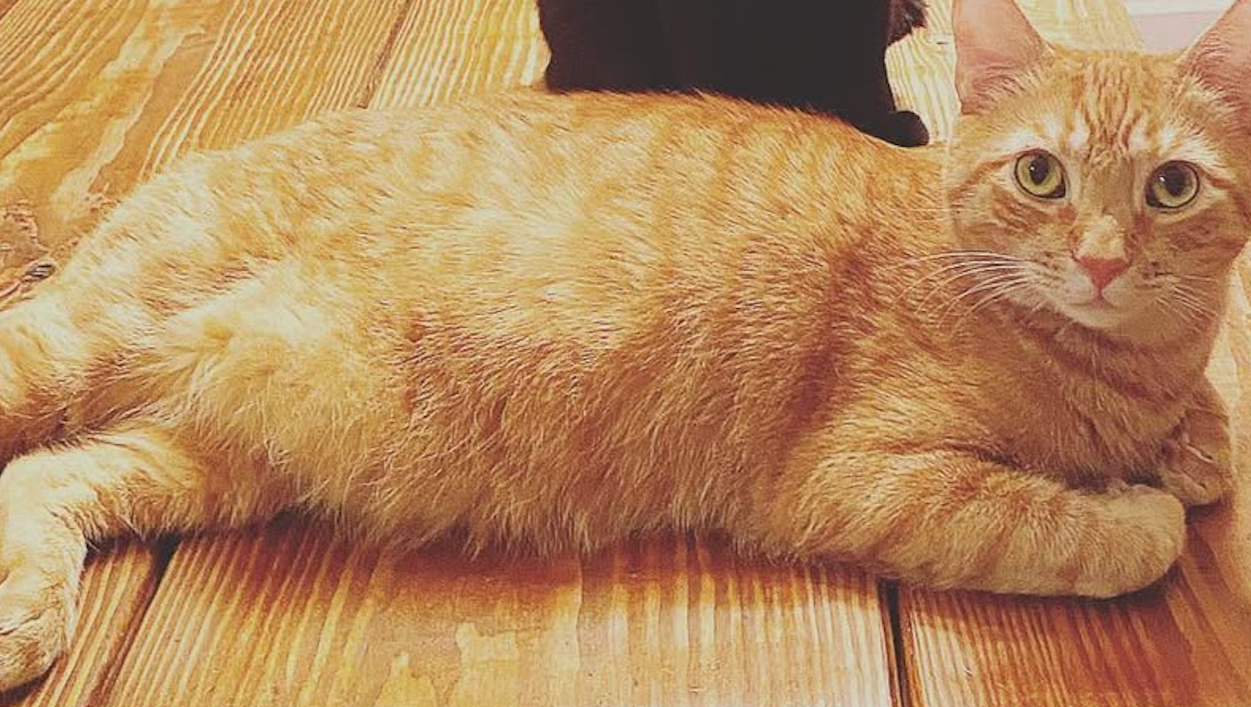 Fundraiser by christina amendola : URGENT Veterinary care needed for ...