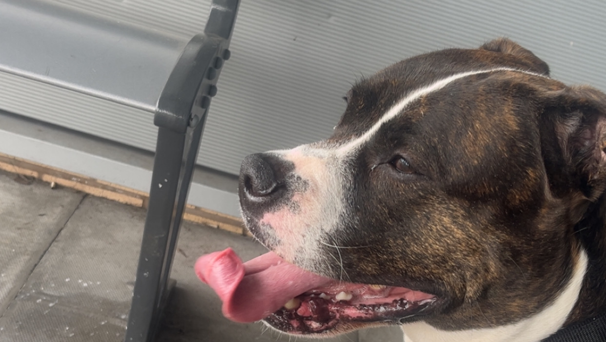 Fundraiser by Annabelle Baptista : Donate to help Aurora ASAP