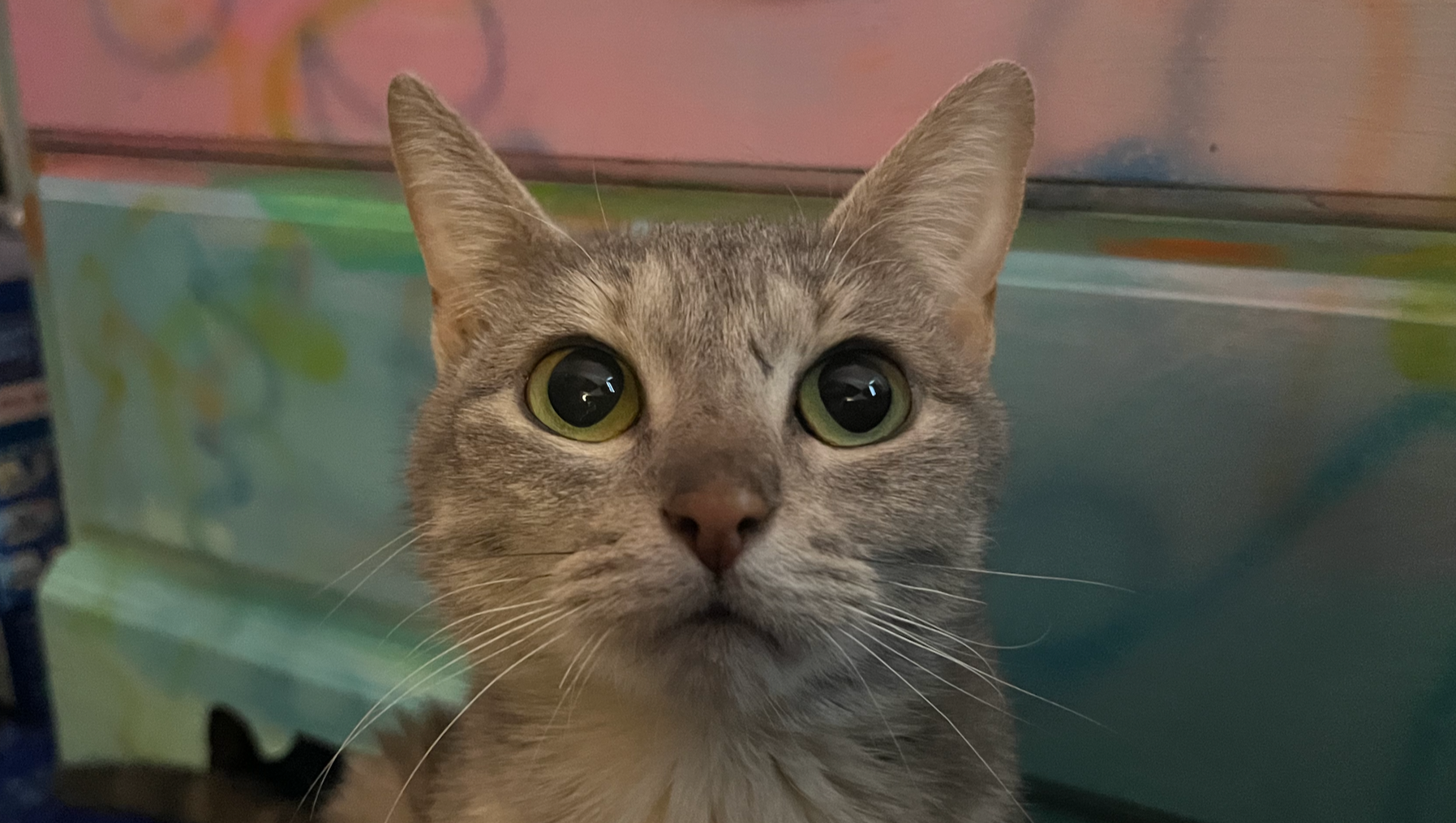 Fundraiser by Emily Helfrich : Support Almond's Road to Recovery