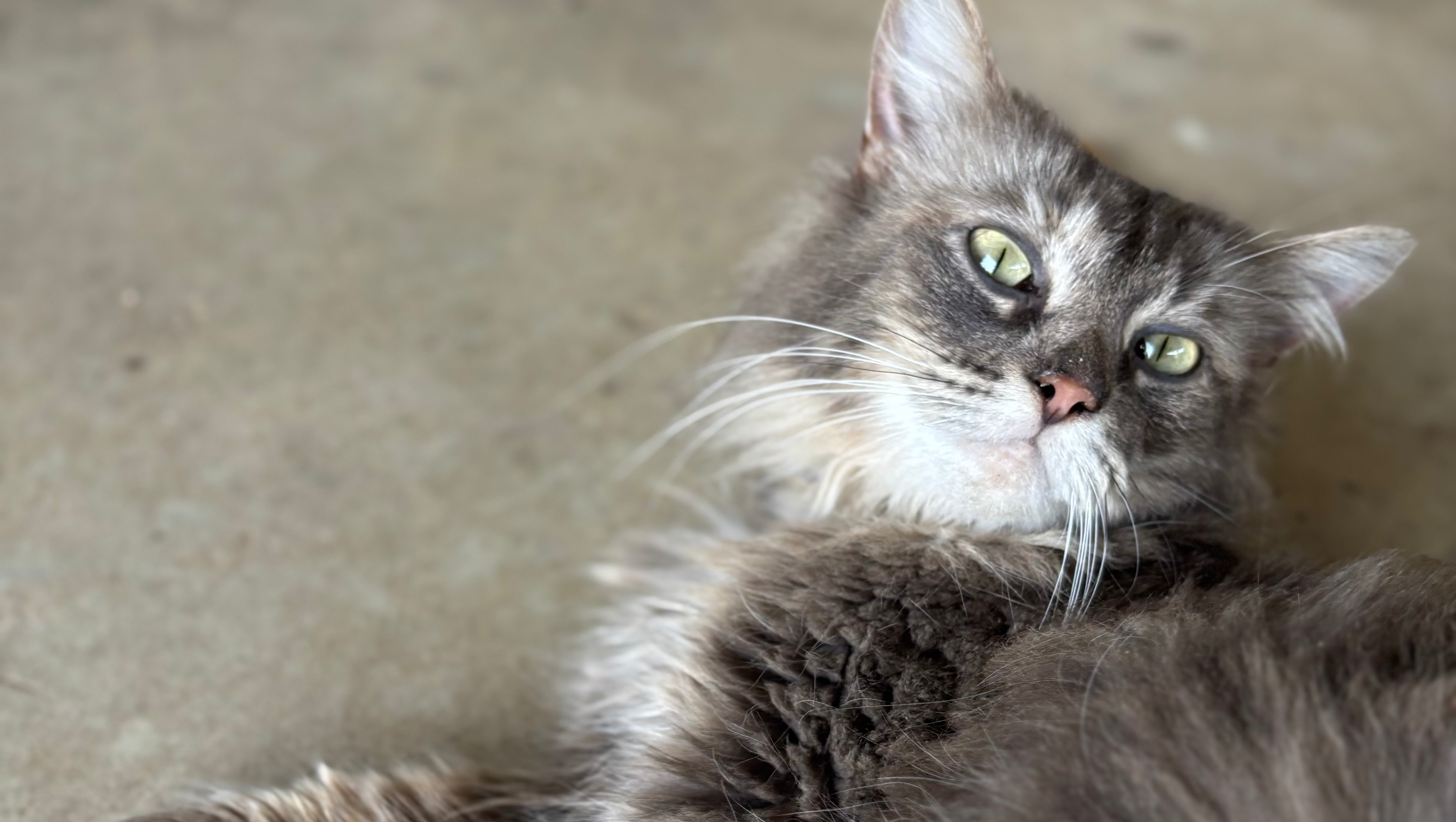 Fundraiser by Jennifer Conrad : Help Miss Darla and Her Kittens Thrive