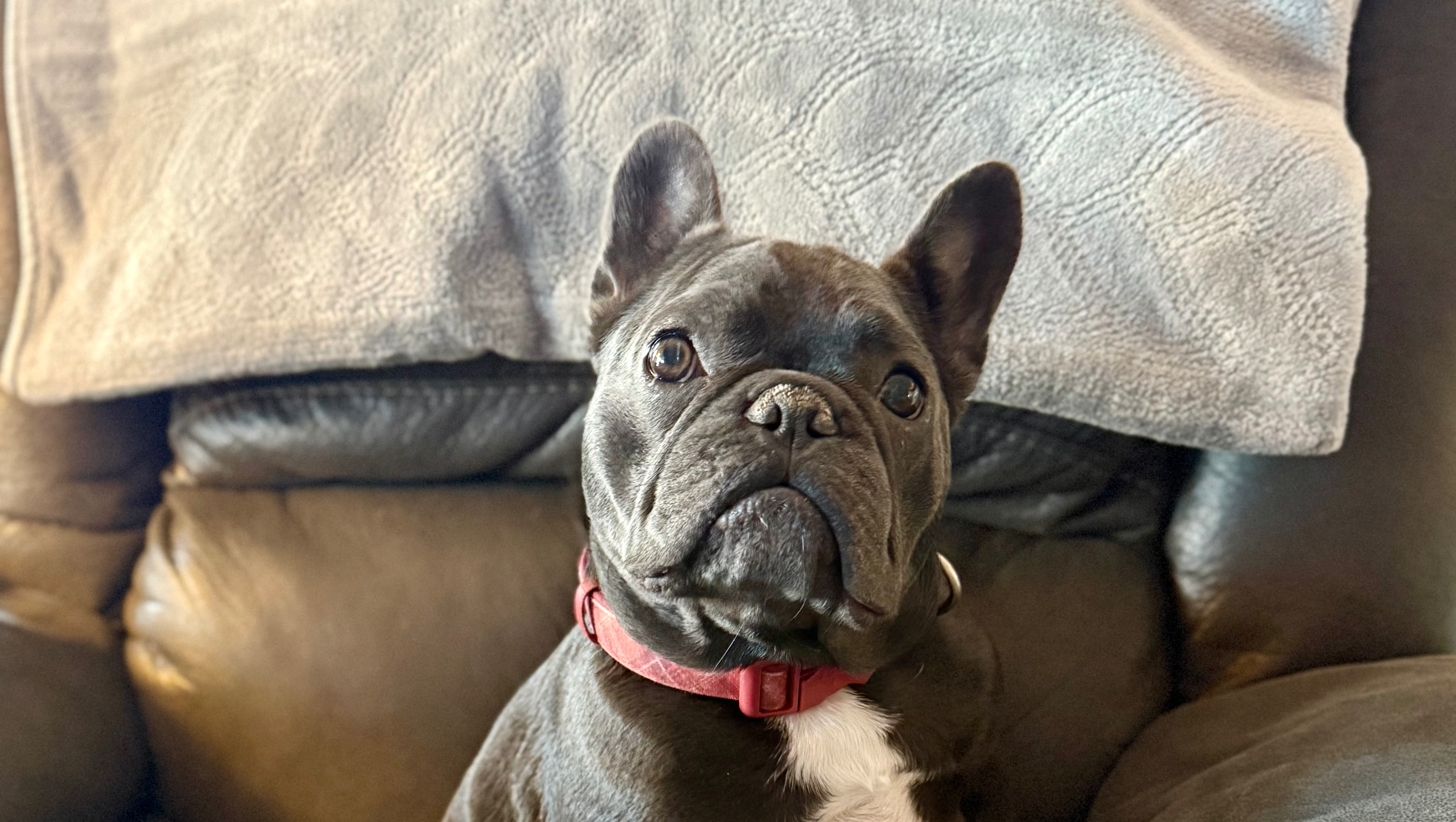 Fundraiser by Holly Spicer : Support Meatball's Emergency Surgery Costs