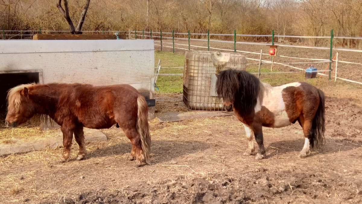 Fundraiser by Jessica Busch : Helft uns, Whisky und Arthas ein neues ...