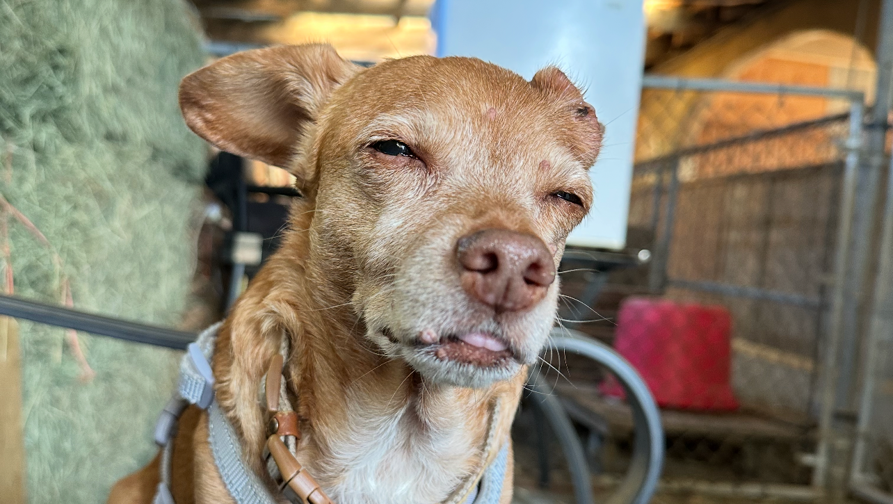 Fundraiser by Victoria Zamora : Help Gracie Overcome Her Medical Battle