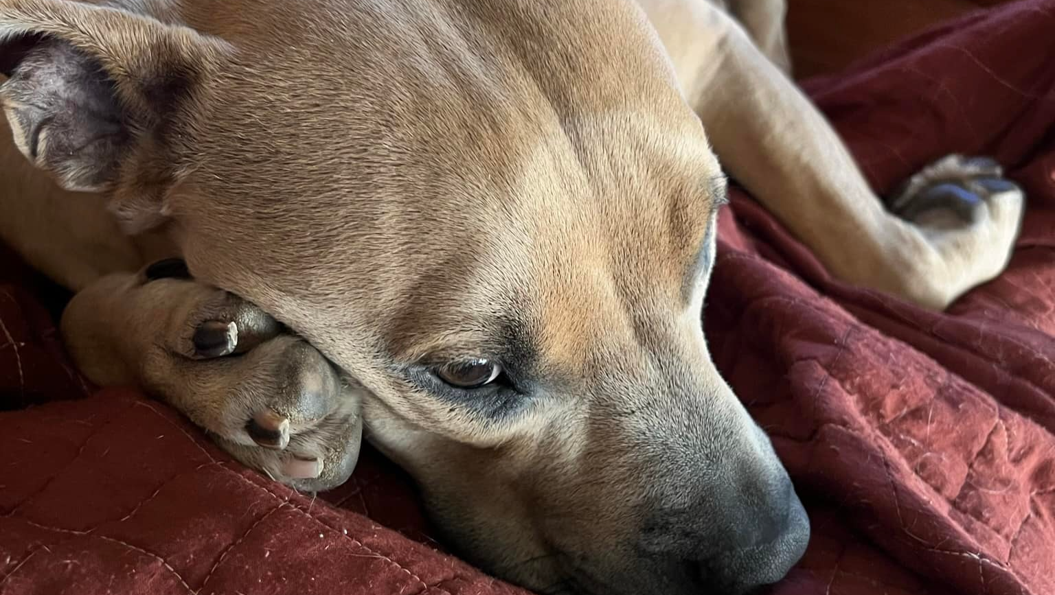 Fundraiser by Angela Geier : Scooby needs surgery